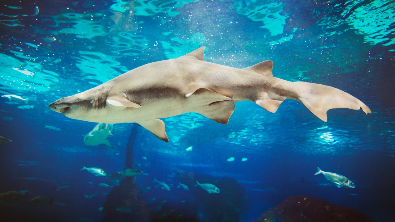 Conoce sobre los tiburones una increíble criatura que domina los mares ...